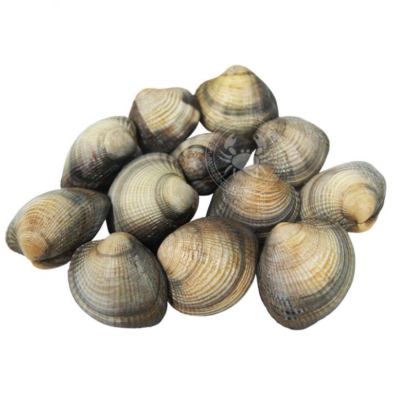 Ingredienta | Almejas, Medallones y Ostiones > Almeja Chione