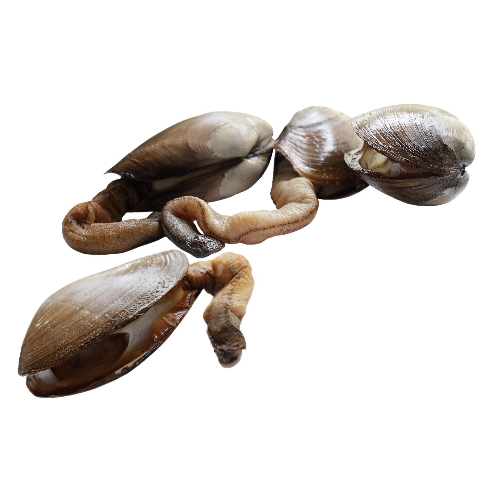 Almeja Generosa viva - Ingredienta