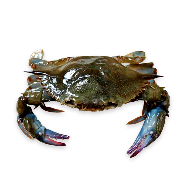 Jaiba azul de concha suave - Ingredienta