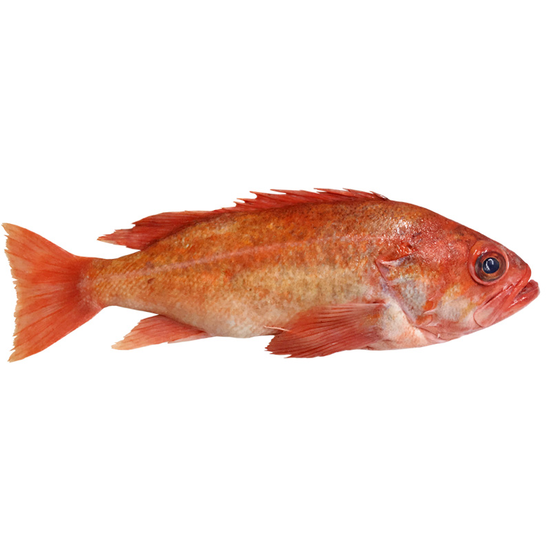 Rockot Silvestre Entero - Ingredienta