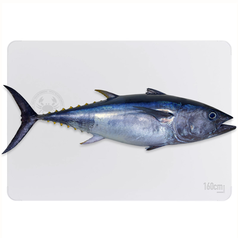 Atún Aleta Azul Entero Fresco - Ingredienta