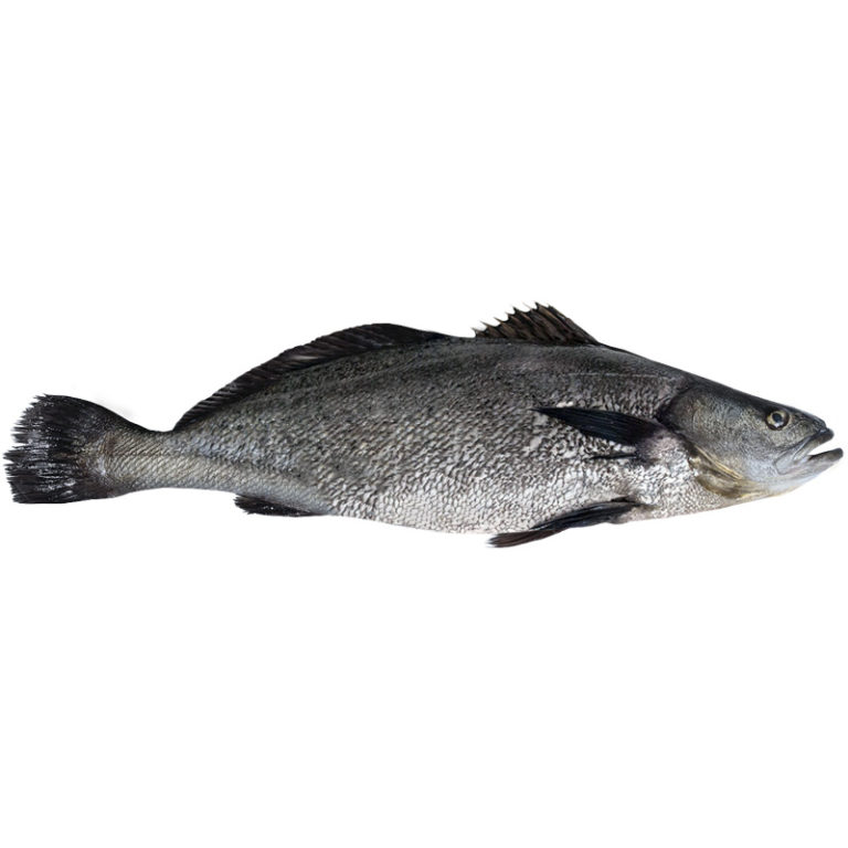 Ingredienta | Del Mar > Totoaba de Cultivo Entera