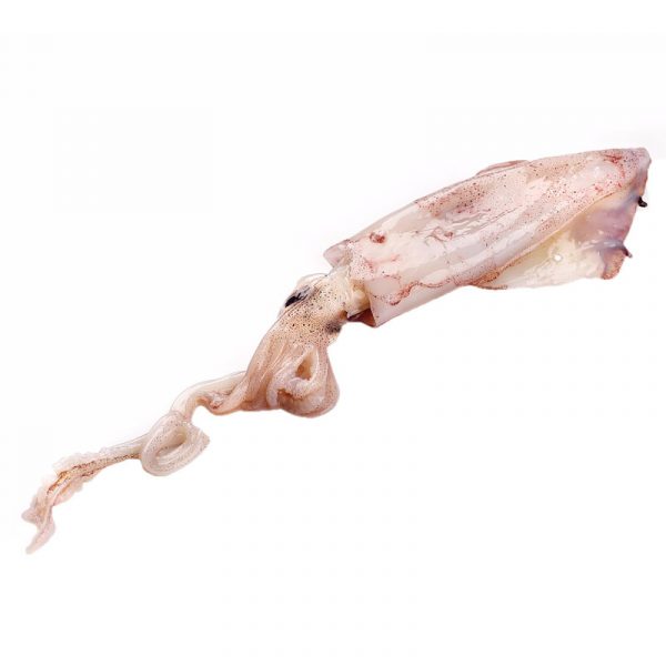 Ingredienta | Mariscos > Calamar Baby