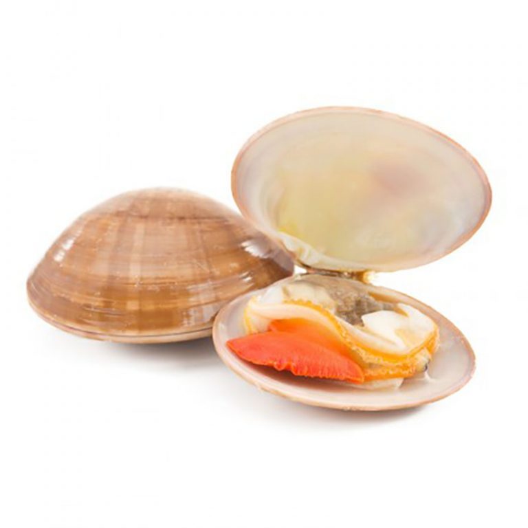 Ingredienta | Almejas, Mejillones y Ostiones > Almeja Chocolata